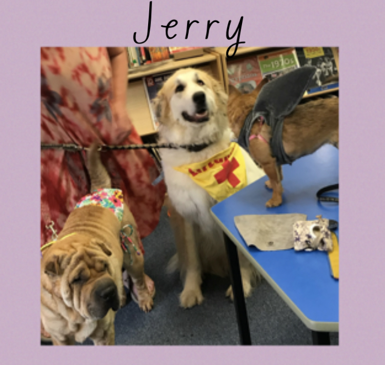 Our School Reading Dogs – Wood Ley Community Primary School Stowmarket